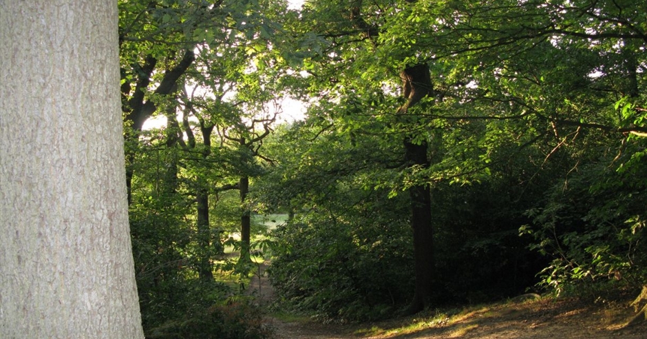 Oxleas Woodlands - Park in Eltham, Greenwich - Visit Greenwich