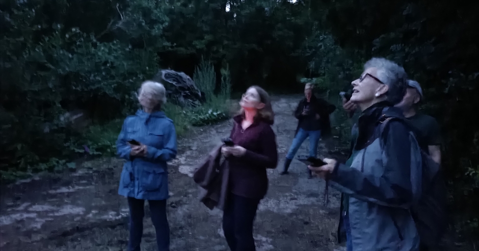 Bat Walk - Guided Walk in Welling, Greenwich - Visit Greenwich