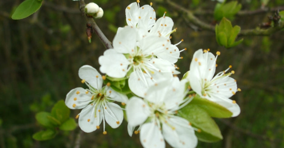 Spring Trail - Half Term Event in Welling, Welling - Visit Greenwich