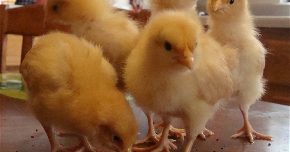 Egg-cellent Easter Trail - Self Guided Trail in Shooters Hill, Welling ...